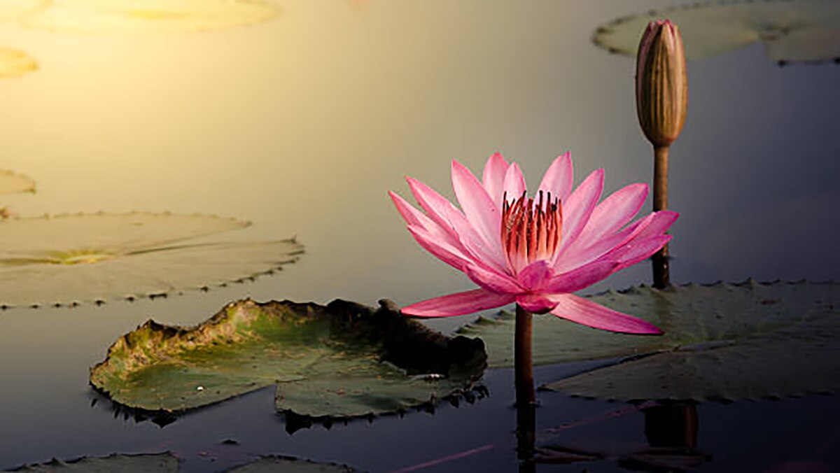 Types And Significance Of Flowers Used In Diwali Puja