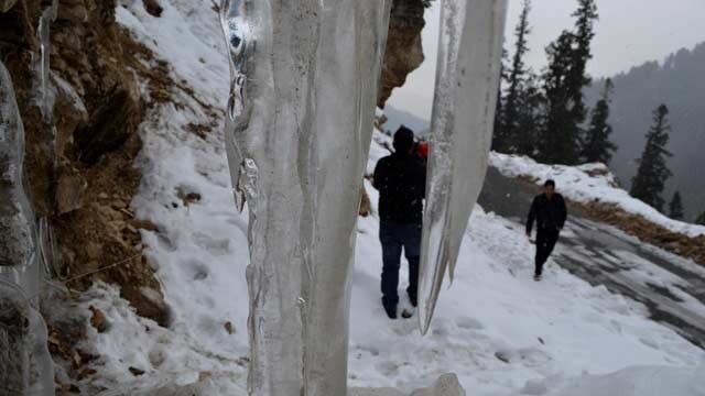 Majestic Chinar trees shed their crimson and blood red leaves as autumn ...