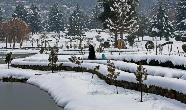 Majestic Chinar trees shed their crimson and blood red leaves as autumn ...