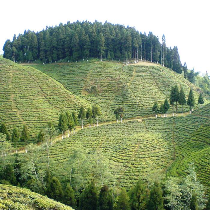 A beautiful picture of Dooars in West Bengal