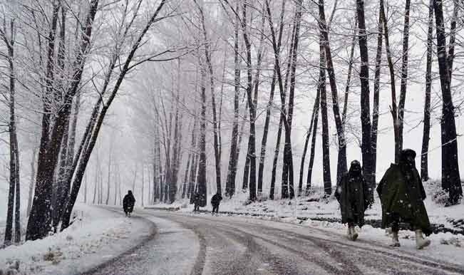 Majestic Chinar trees shed their crimson and blood red leaves as autumn ...