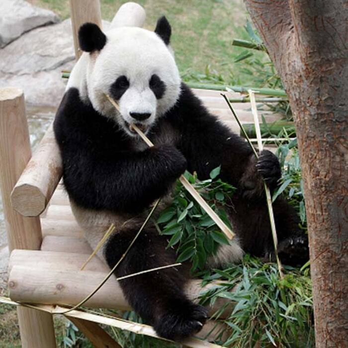 A cub panda kissing female panda