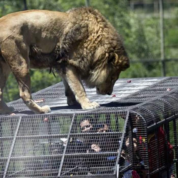 Believe it or not, Humans are caged so that animals can roam freely in ...