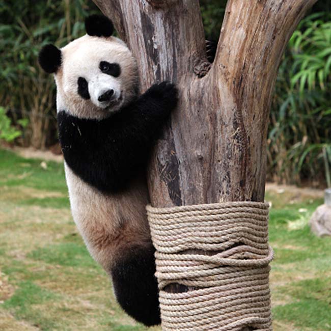 A pic of panda climbing a tree