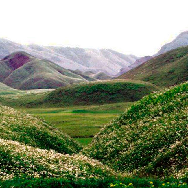 A picture of Dzukou Valley in Nagaland
