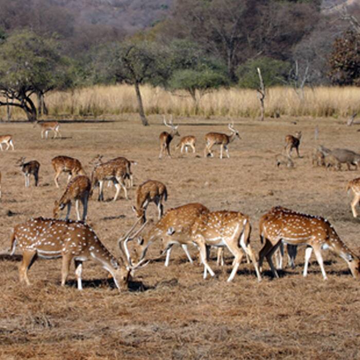 Are you a nature lover? Here are 6 best forests of India you must visit