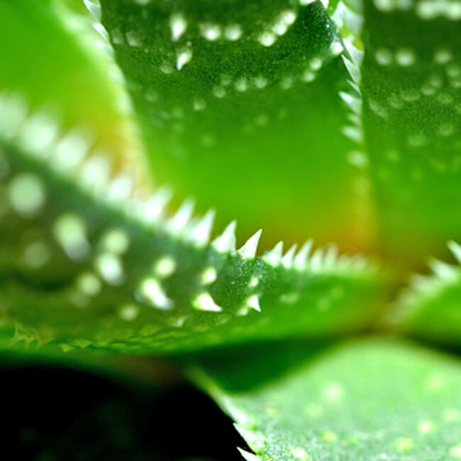 Aloe vera is anti inflammatory