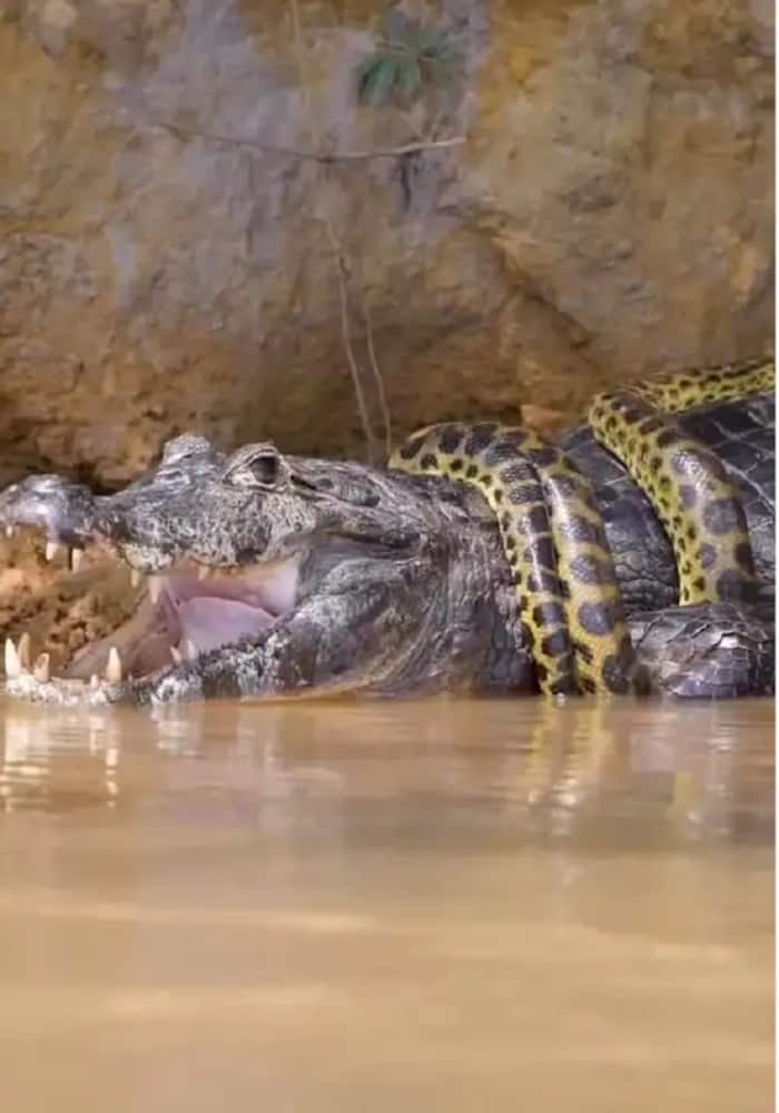 IN PICS: Giant Anaconda Crushes Crocodile To Death, Photos Capture Its Last Moments