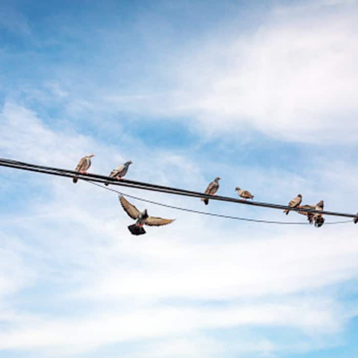 Human beings can catch bird flu by close contact with birds or bird ...