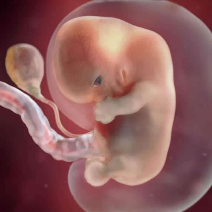 Baby in second month of pregnancy