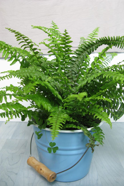 Boston Fern