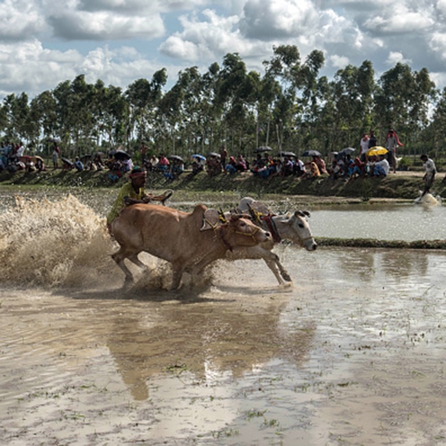 Cattle race in West Bengal