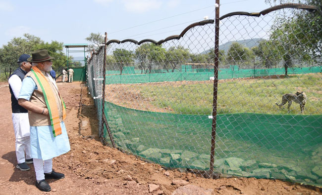 India Becomes Home To Cheetahs After 7 Decades