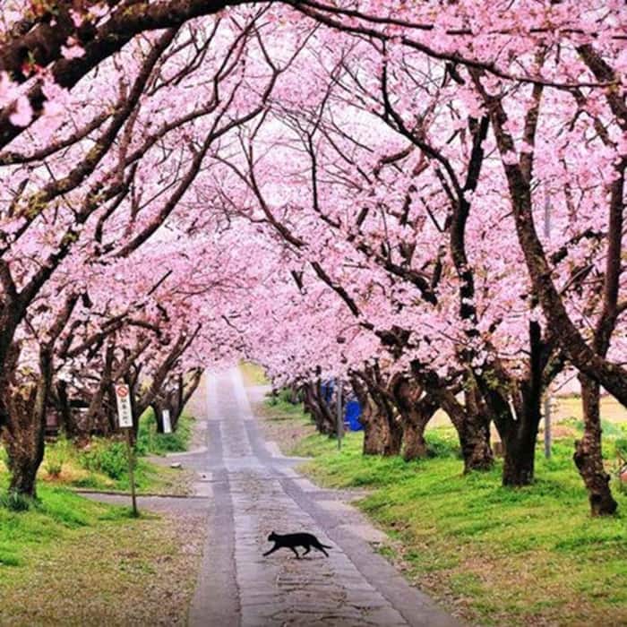 First Cherry Blossom festival of India kick starts in Shillong: 7 facts ...