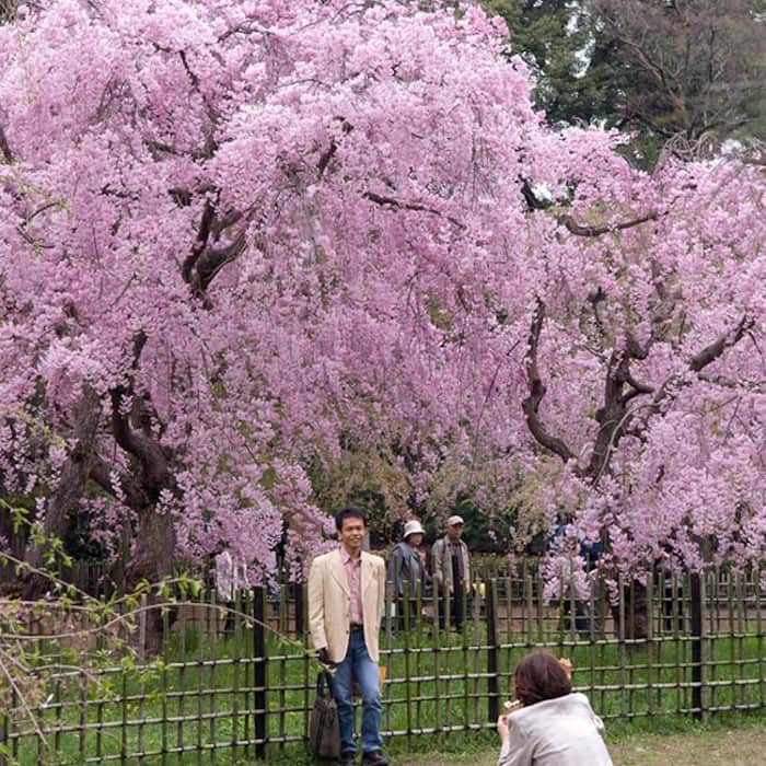 First Cherry Blossom festival of India kick starts in Shillong: 7 facts ...