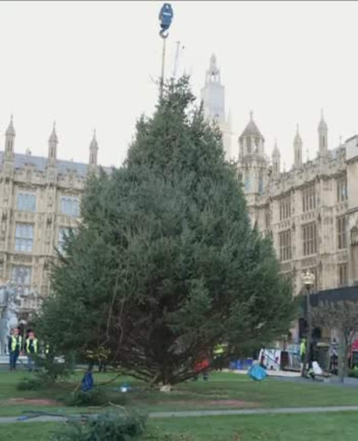 Christmas tree erected in front of London's Houses of Parliament