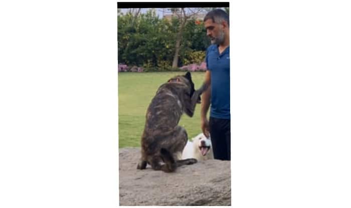 MS Dhoni's Furry Love Will Introduce You to The Other Side of CSK ...