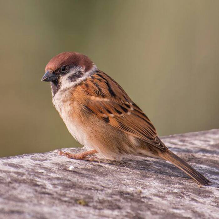 World Sparrow Day: Varieties of sparrows that are at verge of extinction