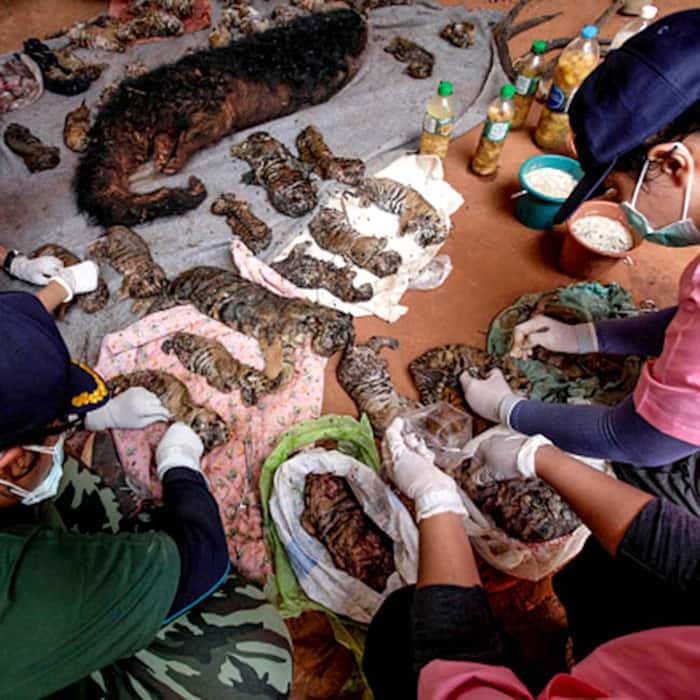 40 tiger cubs found dead in freezer of Tiger temple, Thailand