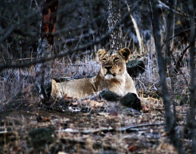 Gir Forest National Park in Gujarat