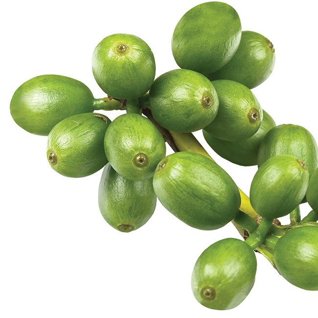 Green coffee catalyzes metabolism
