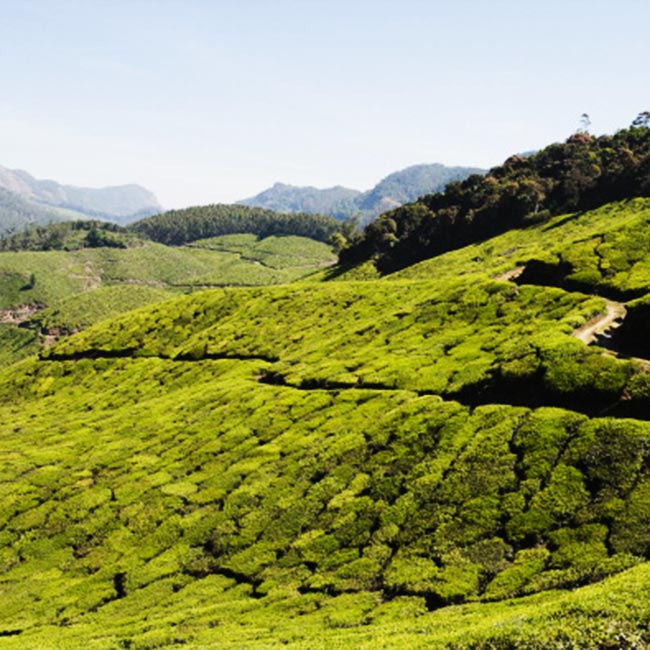 Backwater of Kumarakom