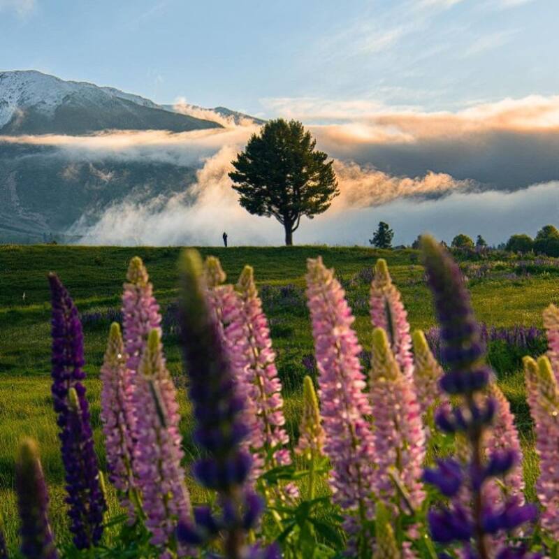 6 Most Breathtaking Flower Valleys In India