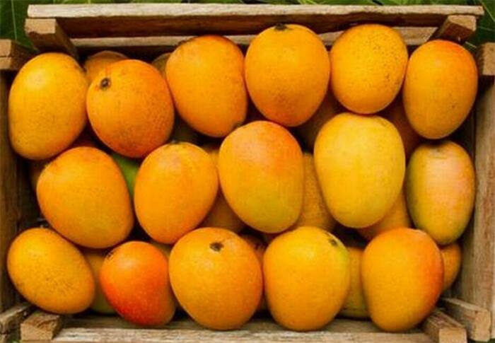 7 Popular Mango Varieties in India and Tips to Identify Them