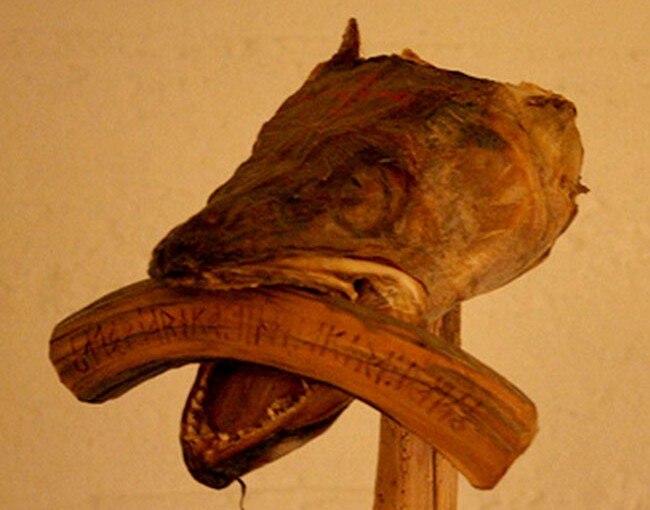 Head of a ling(a fish) at Museum of Icelandic Sorcery and Witchcraft