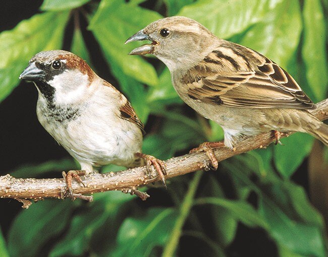 World Sparrow Day: Varieties of sparrows that are at verge of extinction