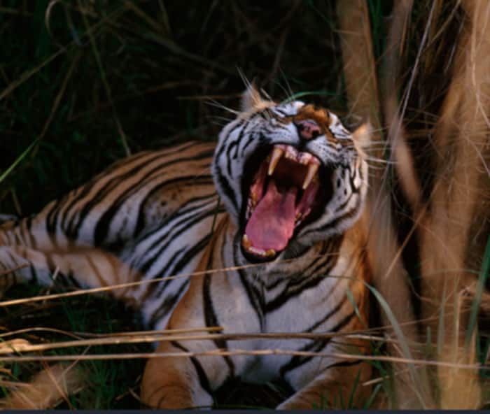 International Tiger Day 2024: National Geographic Shares Interesting ...