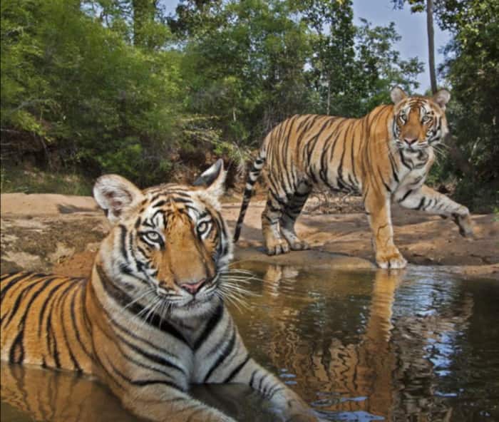 International Tiger Day 2024: National Geographic Shares Interesting ...