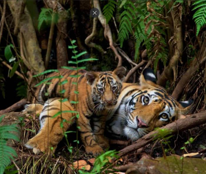 International Tiger Day 2024: National Geographic Shares Interesting ...