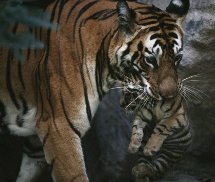 International Tiger Day 2024: National Geographic Shares Interesting ...