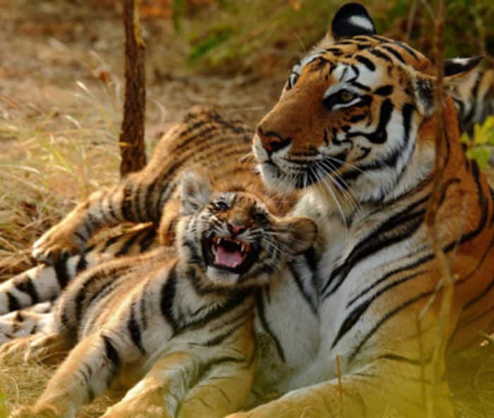 International Tiger Day 2024: National Geographic Shares Interesting ...