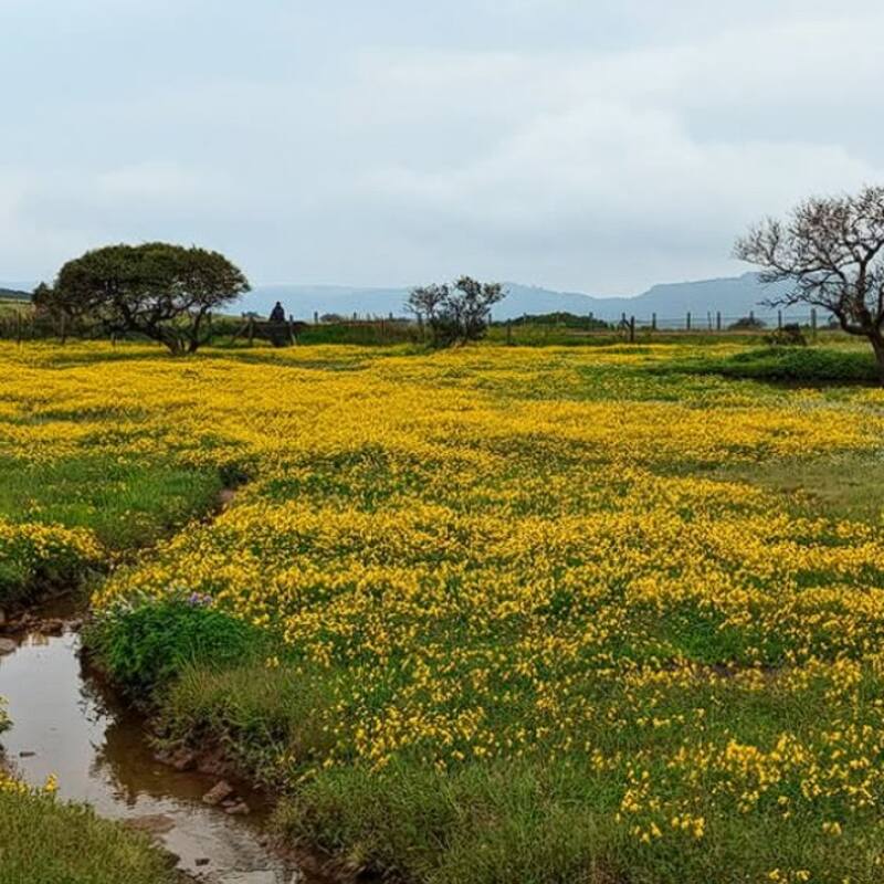 6 Most Breathtaking Flower Valleys In India