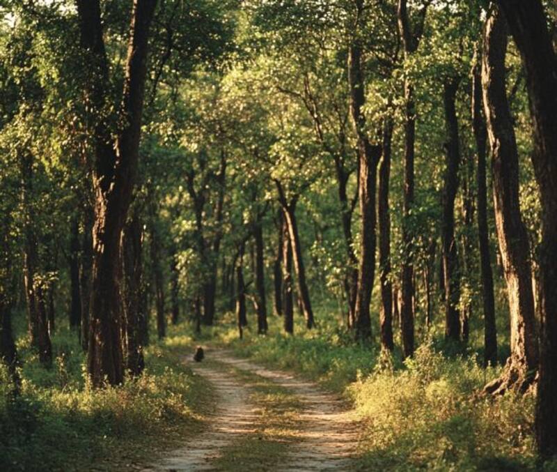 5 Best Tiger Safaris In India For 2025 Kick Start