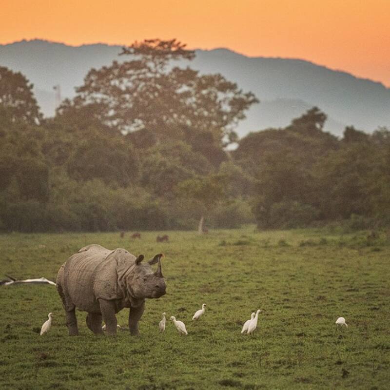 8 Amazing Wildlife Safari Hotspots In Asia
