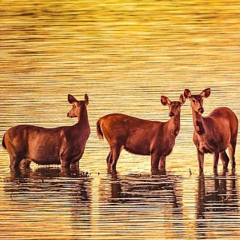 7 Must Visit Places To Explore In Assam