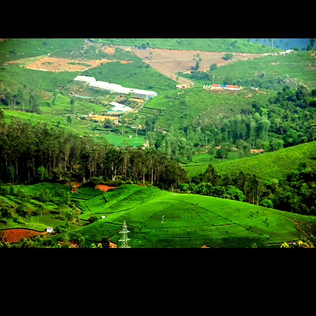 Kotagiri is located in the Nilgiris district of Tamil Nadu