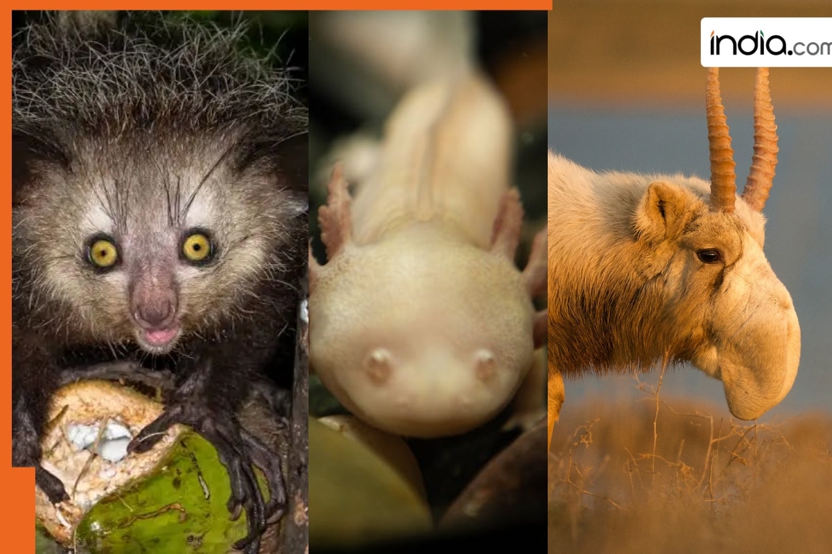 Freakiest Animals In The World