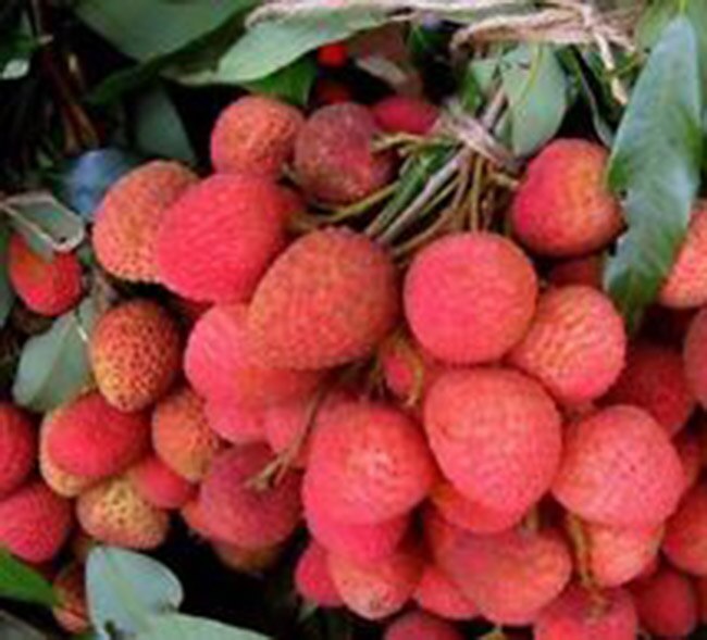 Litchi