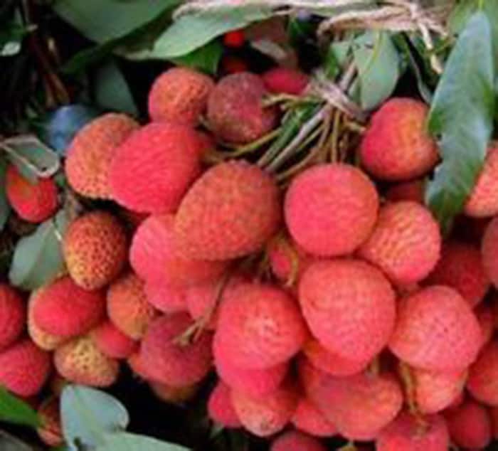 Litchi