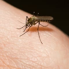 Malaria : Latest News, Videos and Photos on Malaria - India.Com News