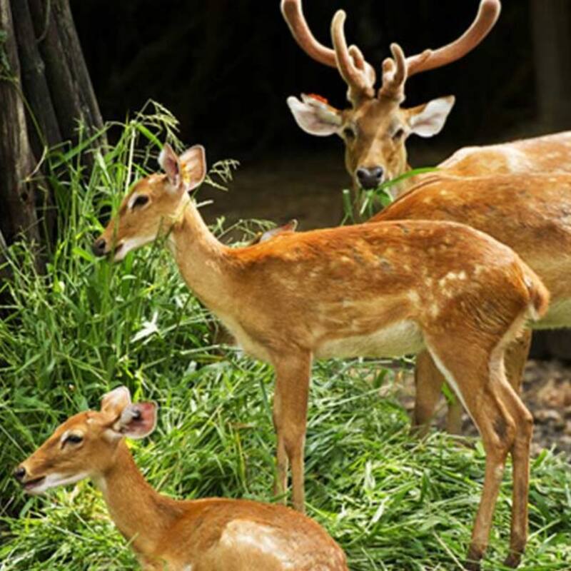 Top 8 Destinations To Enjoy Summer Holidays In Dehradun