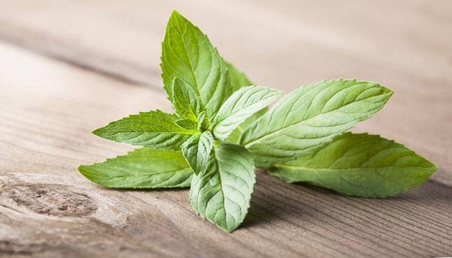 Know These Surprising Health Benefits of Mint