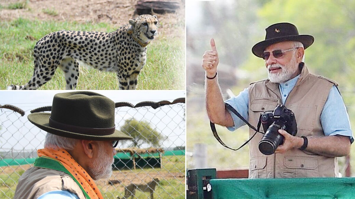 India Becomes Home To Cheetahs After 7 Decades
