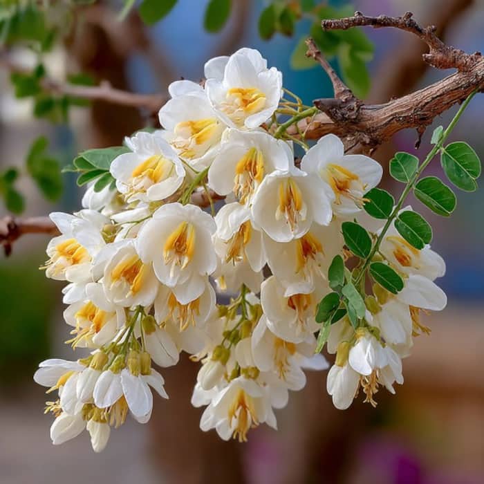 7 edible flowers with surprising health benefits you should know