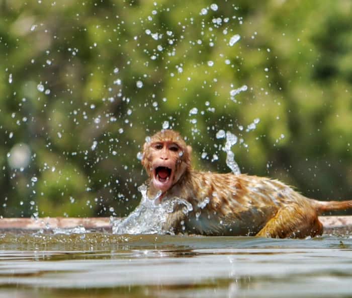 Heatwave: Delhi Bakes At 'Highest Ever' 52.3 Degrees, Rain Brings Respite