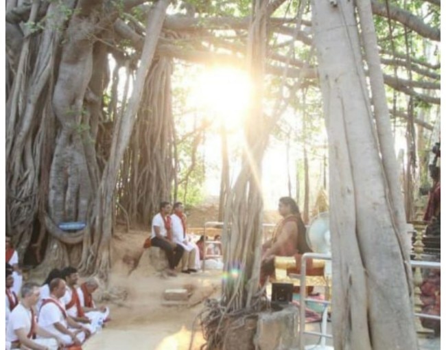 National Tree Of Kailasa